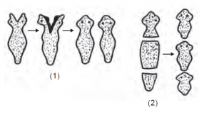 fragmentasi pada cacing pipih | Berita Biologi Dunia - Felabancelaes